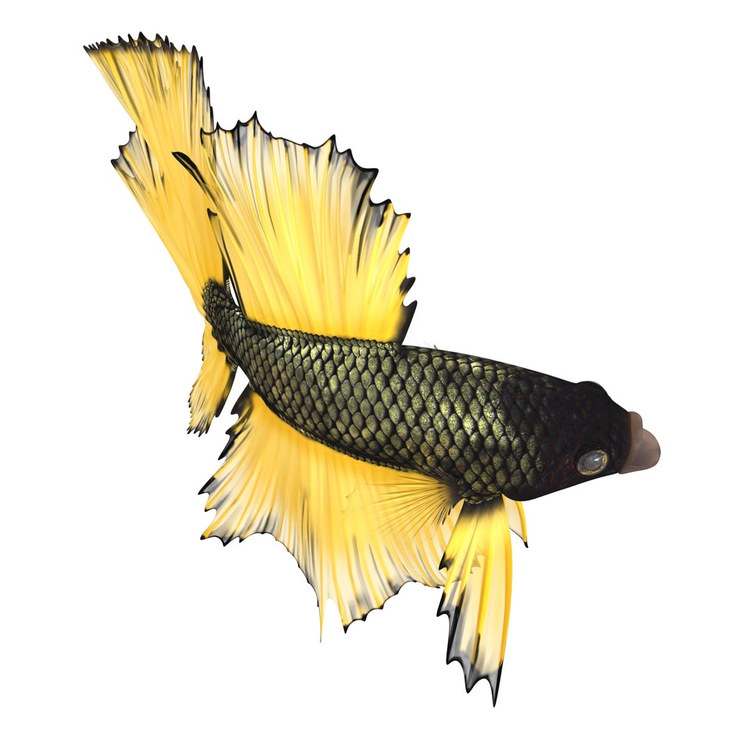 Betta Fish Rigged 3d Max