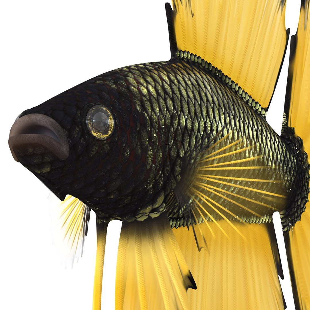 Betta Fish Rigged 3d Max