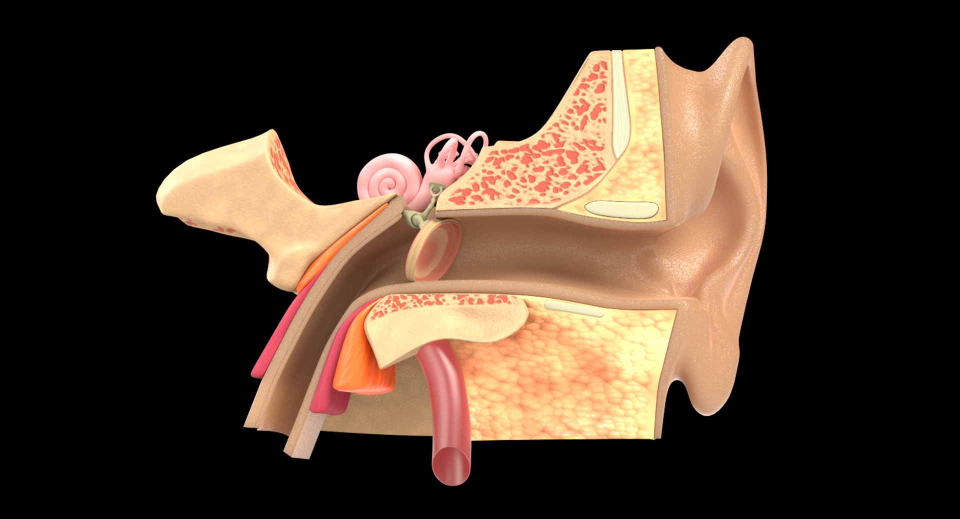 Ear Tympanum 3D - TurboSquid 1385797