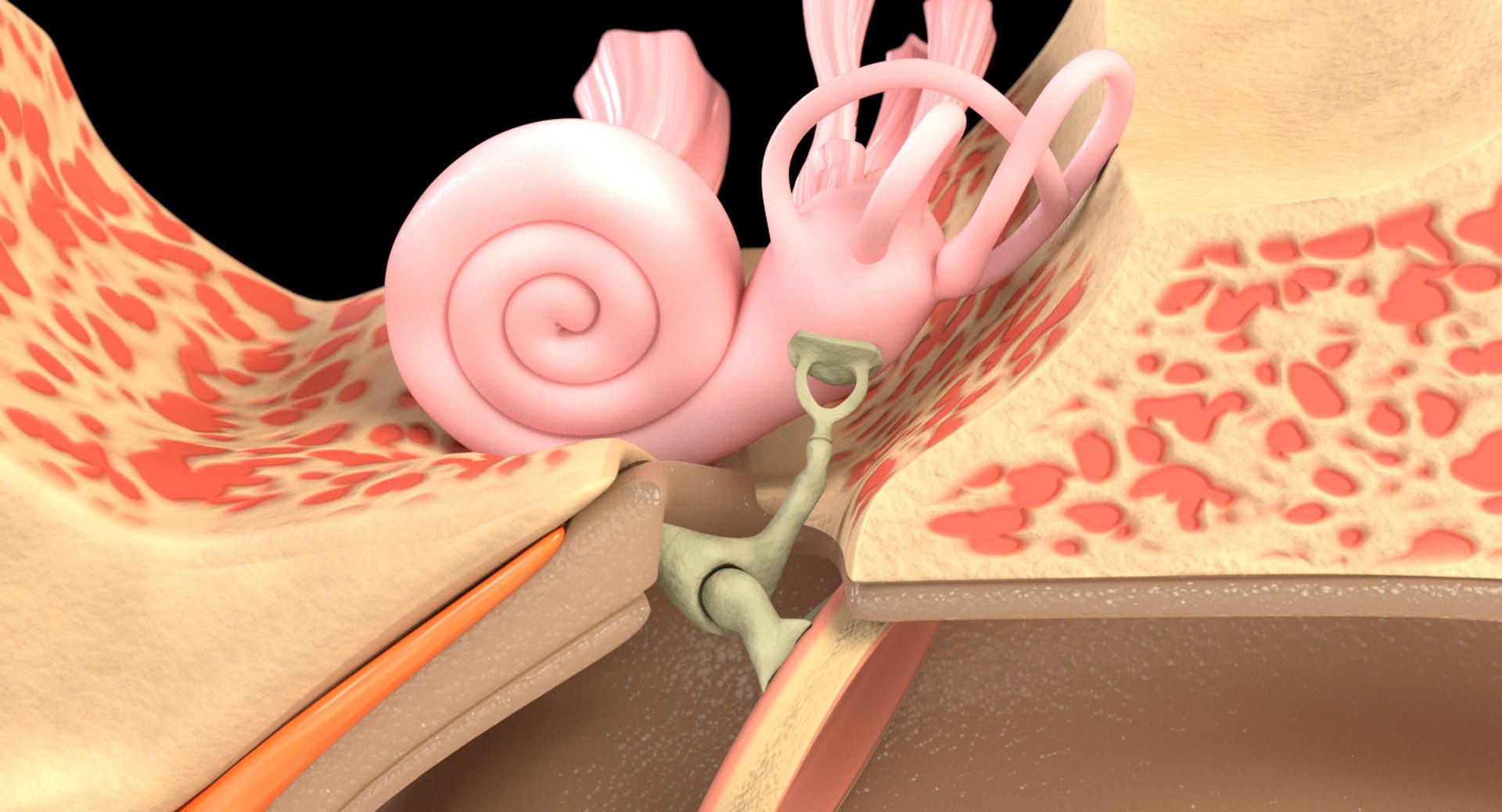 Ear Tympanum 3D - TurboSquid 1385797