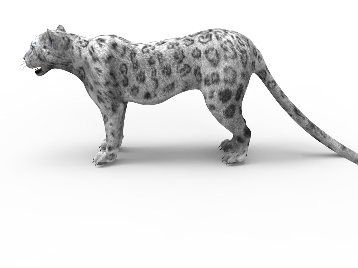 Snow Leopard 3D Model - TurboSquid 1284722