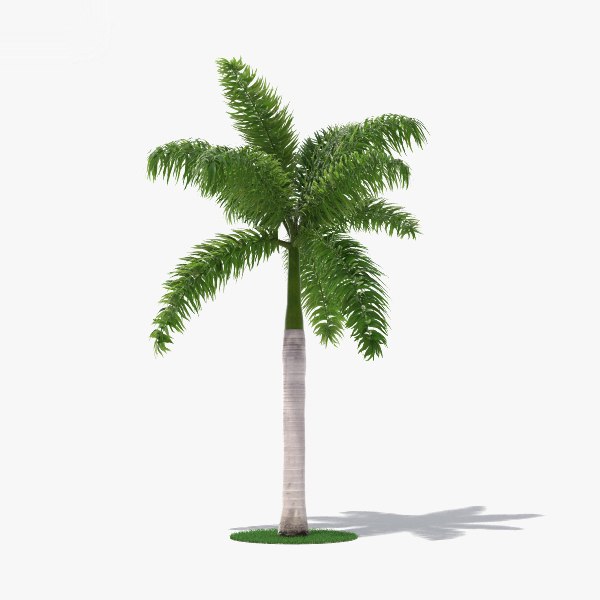3D royal palm model - TurboSquid 1463791