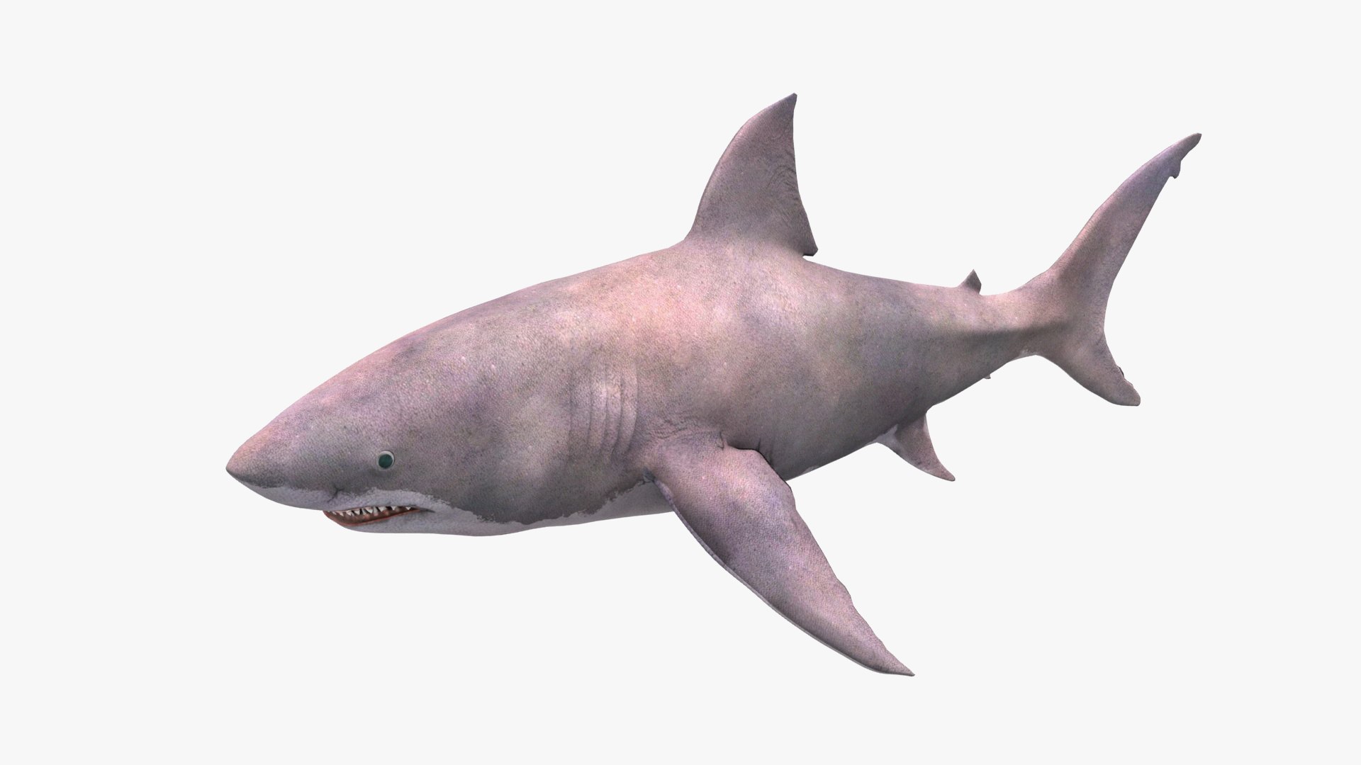 Shark 3D - TurboSquid 2055867