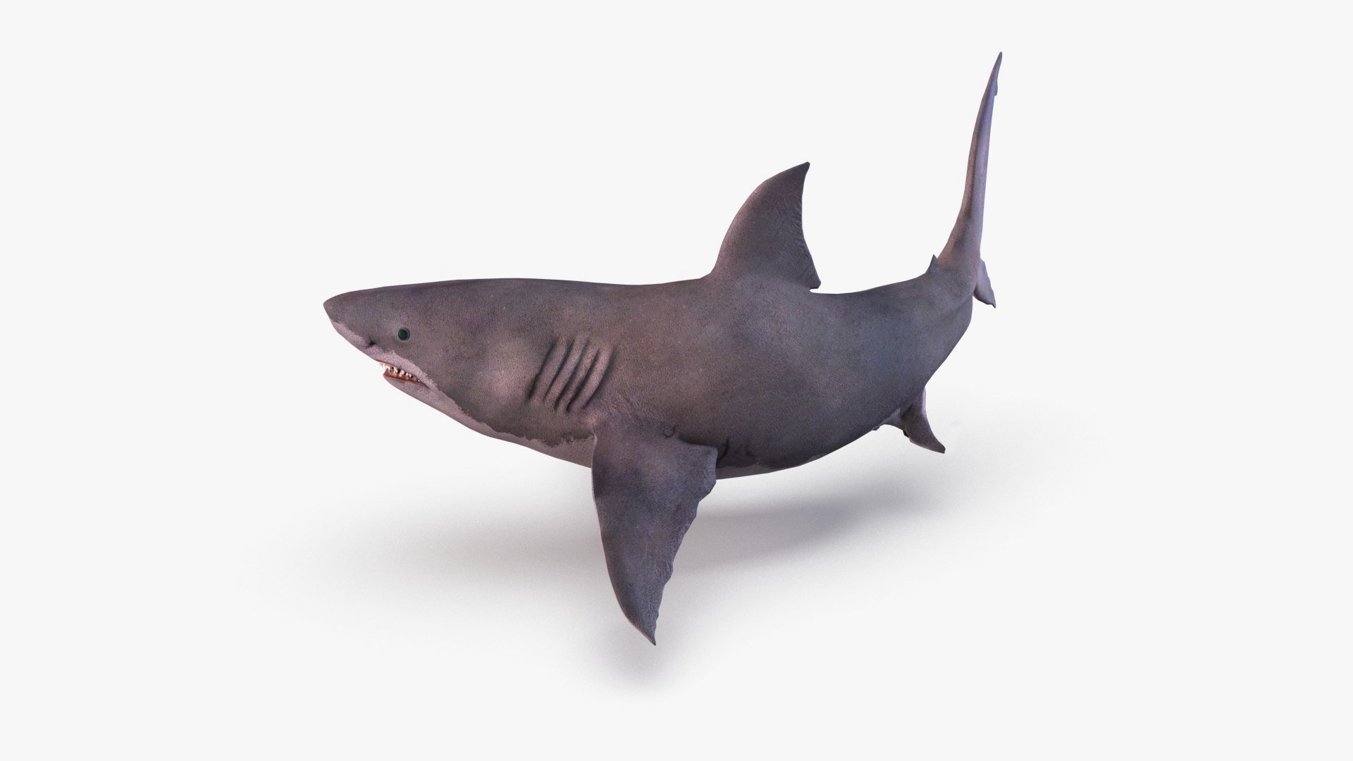 Shark 3D - TurboSquid 2055867