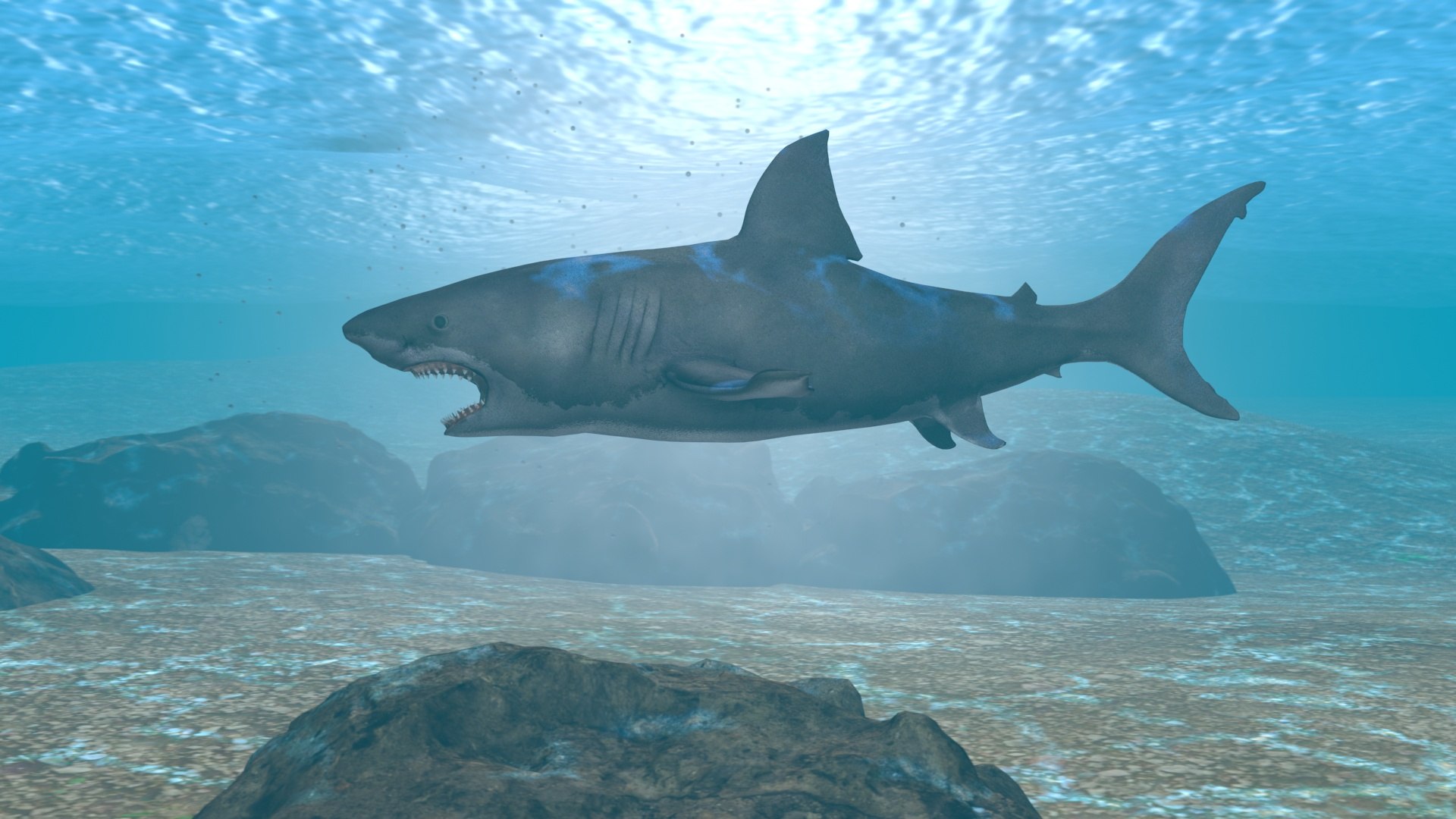 Shark 3D - TurboSquid 2055867