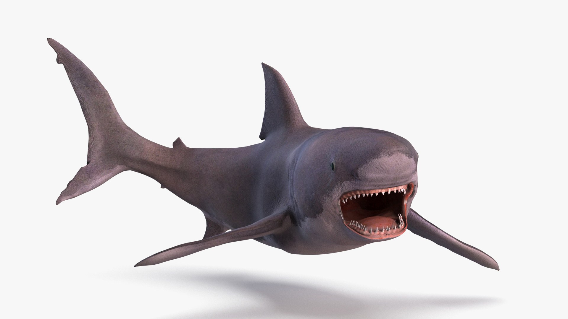 Shark 3D - TurboSquid 2055867