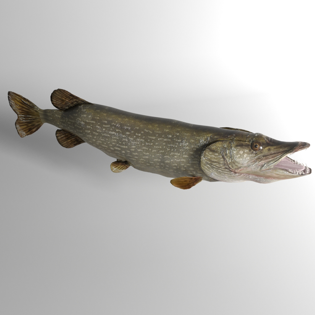 max northern pike