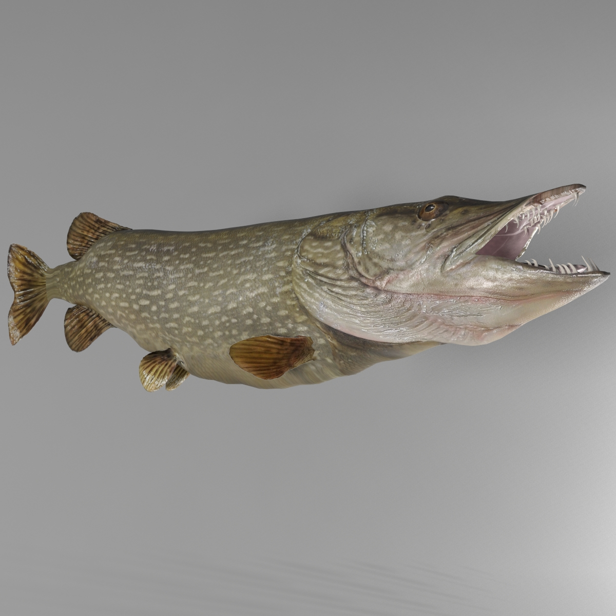 max northern pike