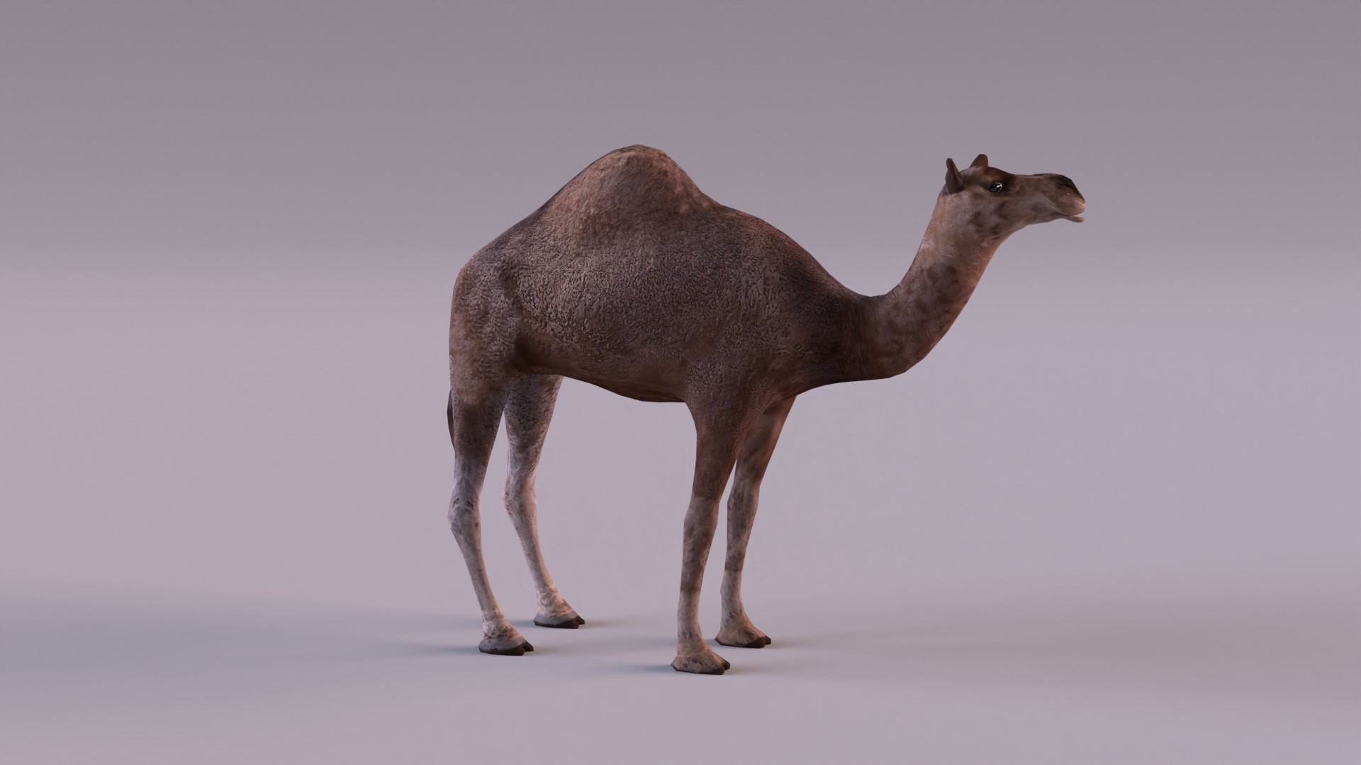 Camel 3D Model - TurboSquid 1990023