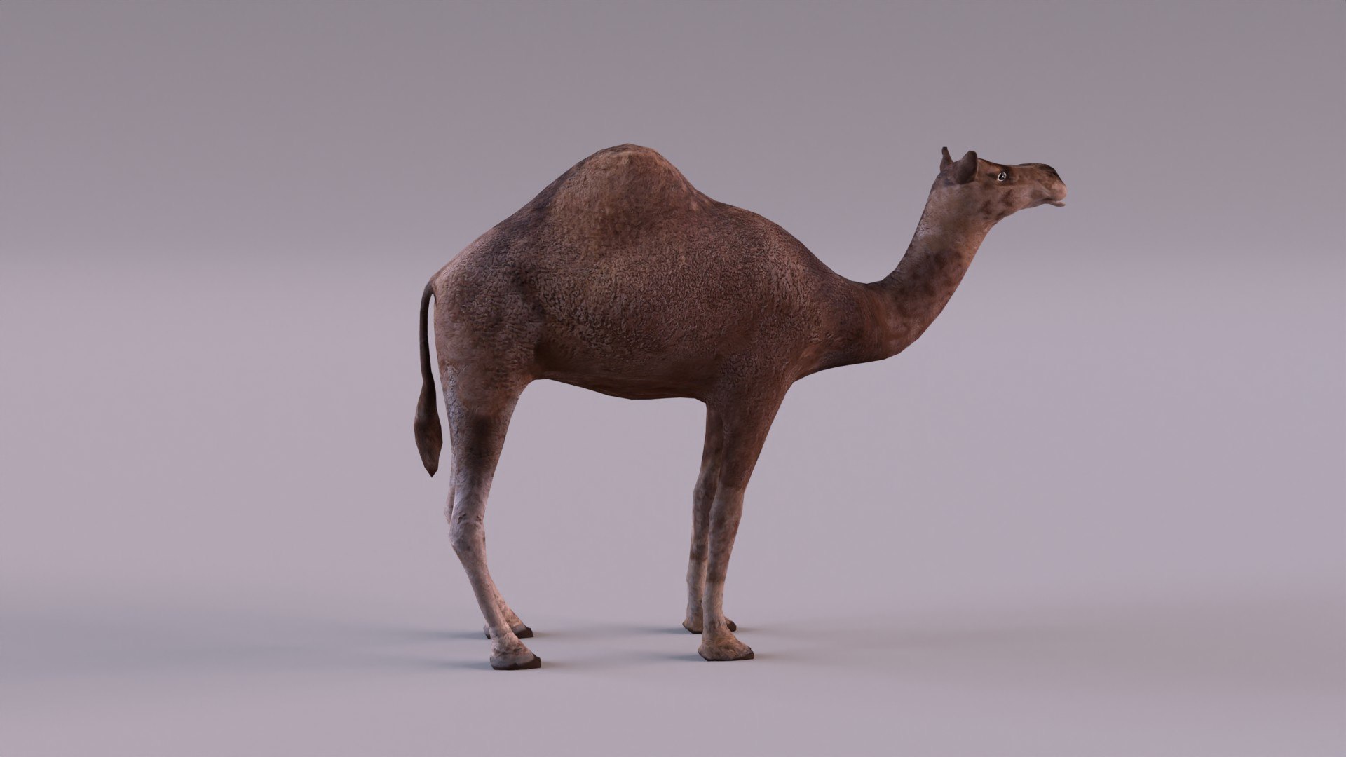 Camel 3D Model - TurboSquid 1990023