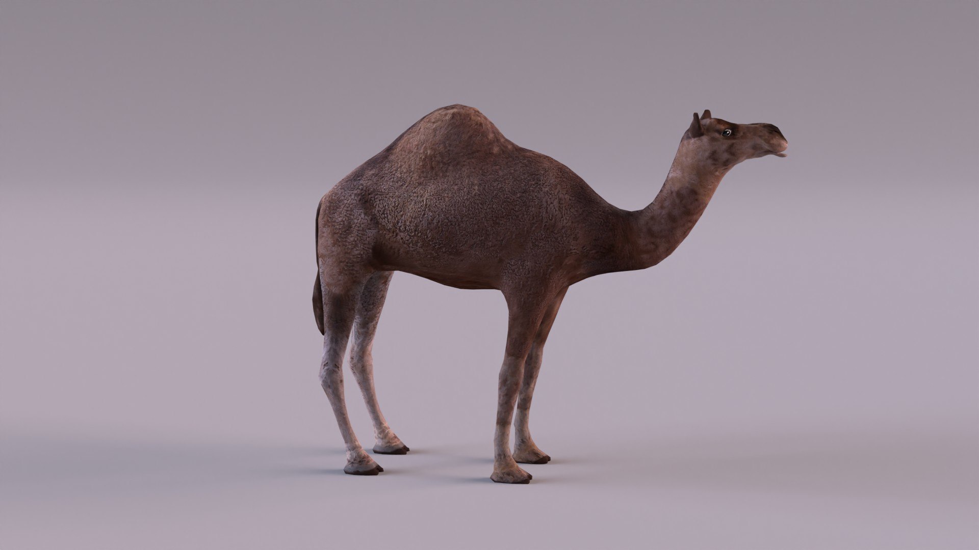 Camel 3D Model - TurboSquid 1990023