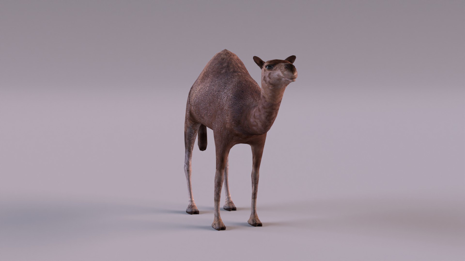 Camel 3D Model - TurboSquid 1990023