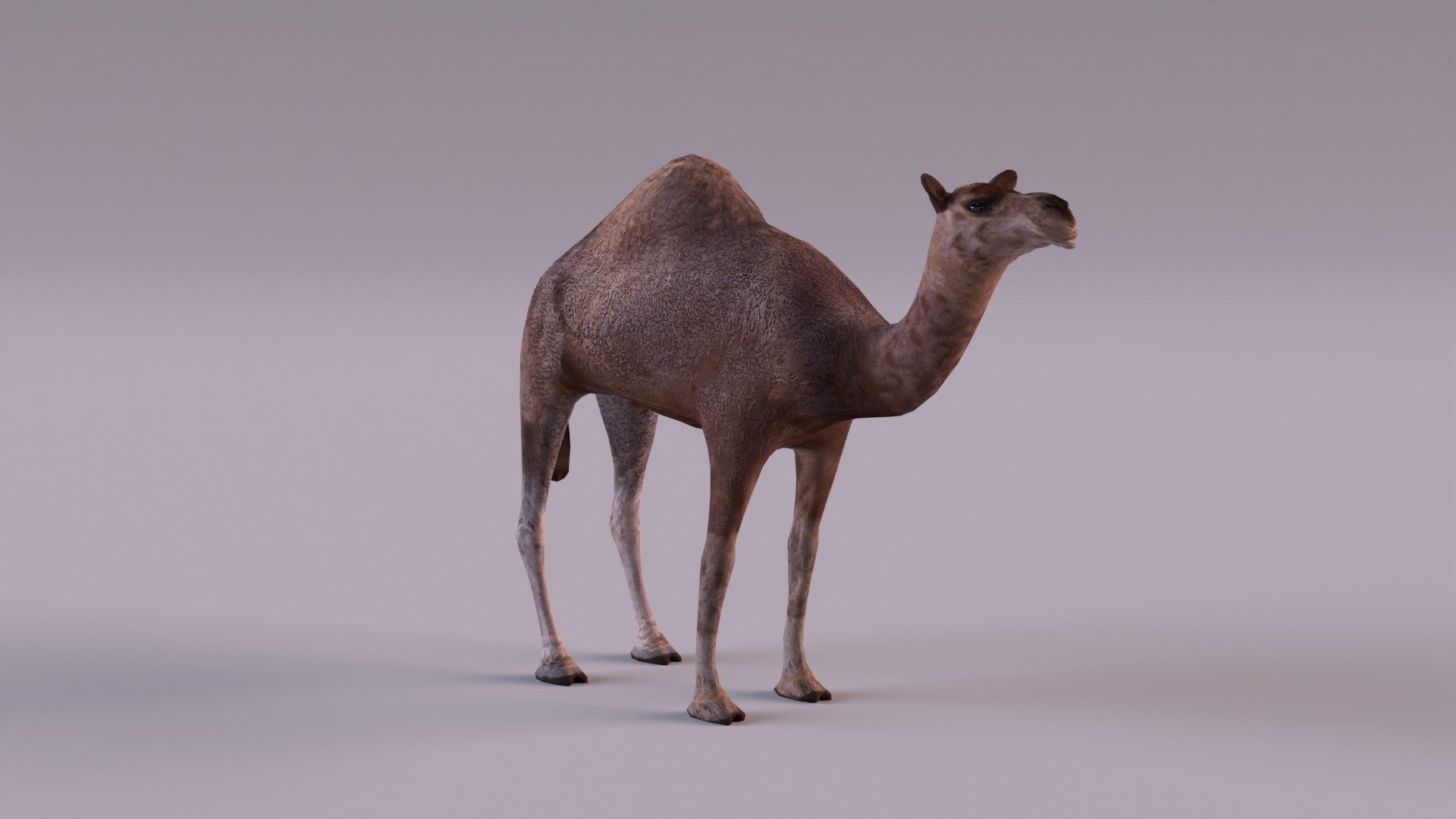 Camel 3D Model - TurboSquid 1990023