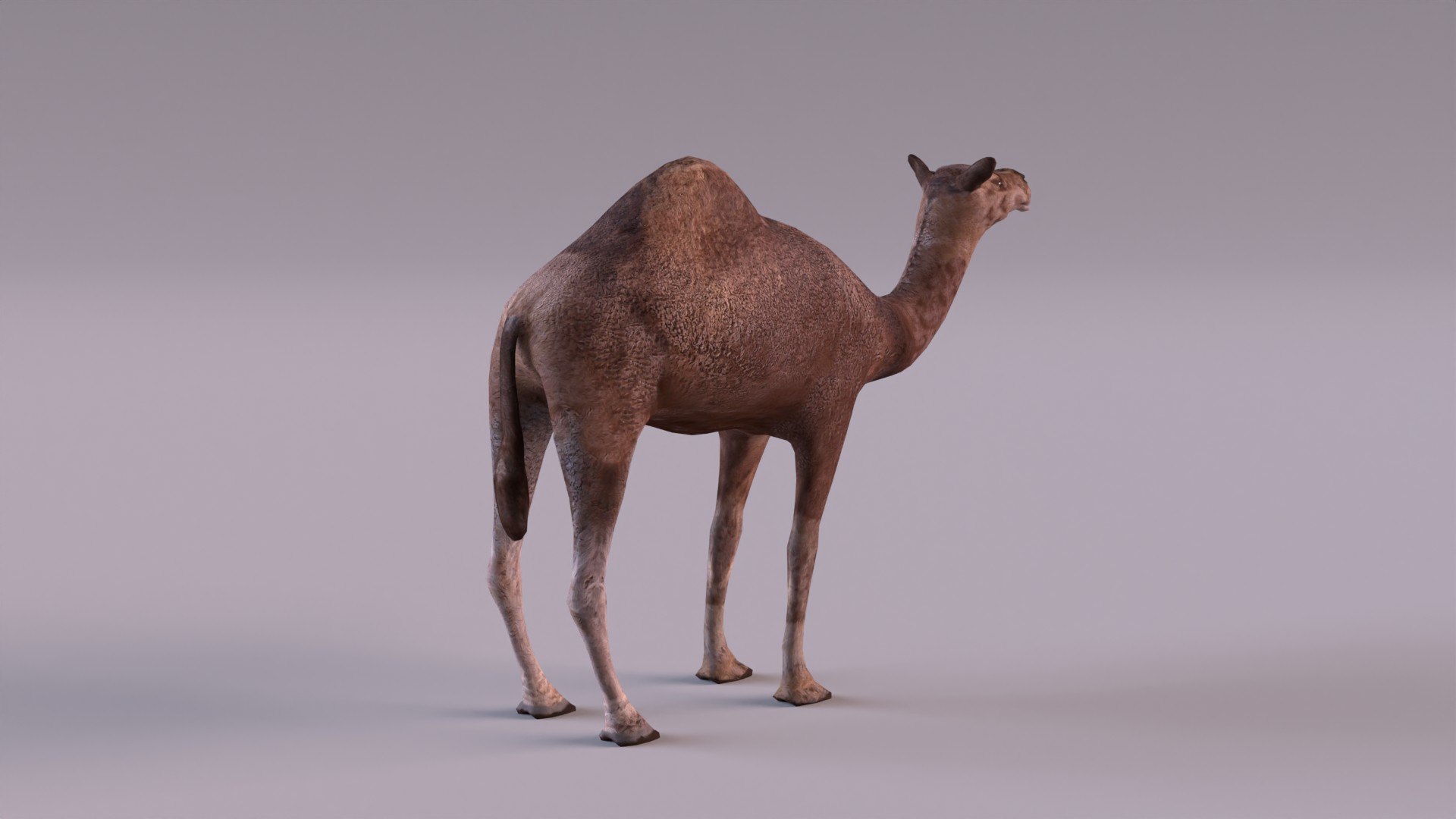 Camel 3D Model - TurboSquid 1990023