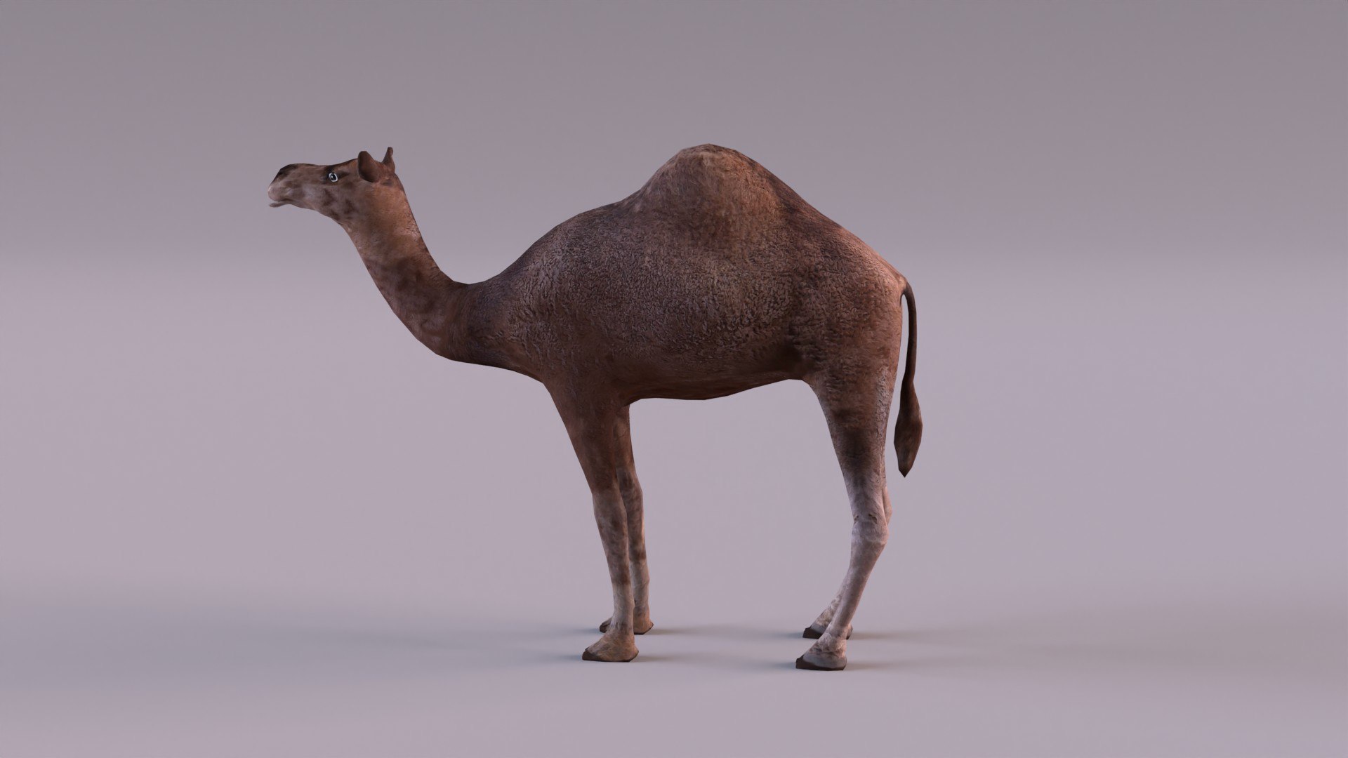 Camel 3D Model - TurboSquid 1990023
