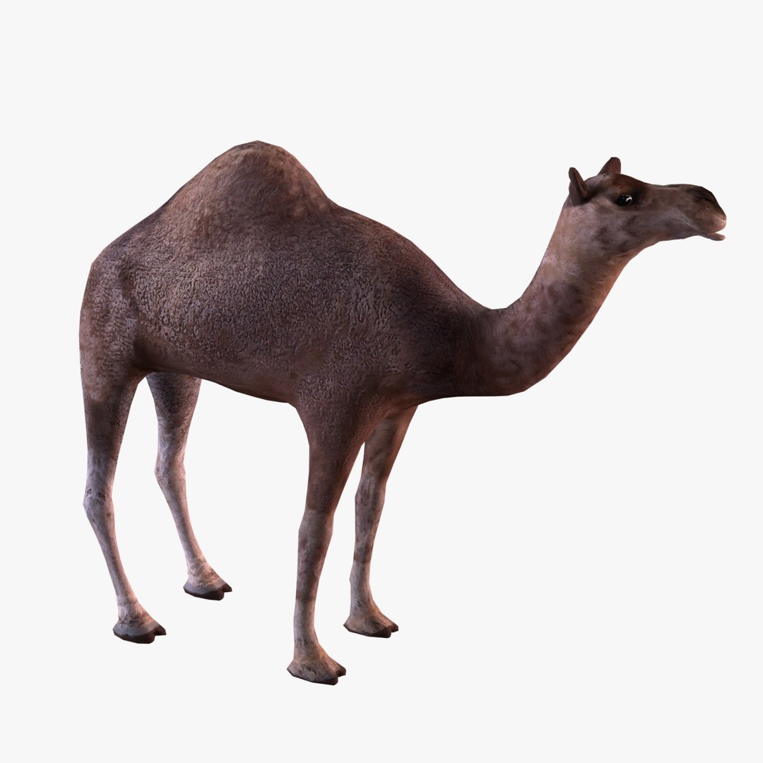 Camel 3D Model - TurboSquid 1990023
