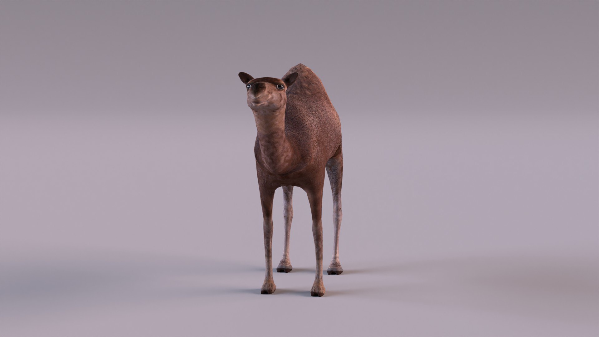 Camel 3D Model - TurboSquid 1990023