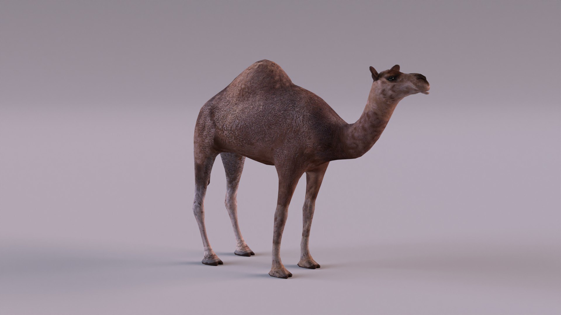 Camel 3D Model - TurboSquid 1990023