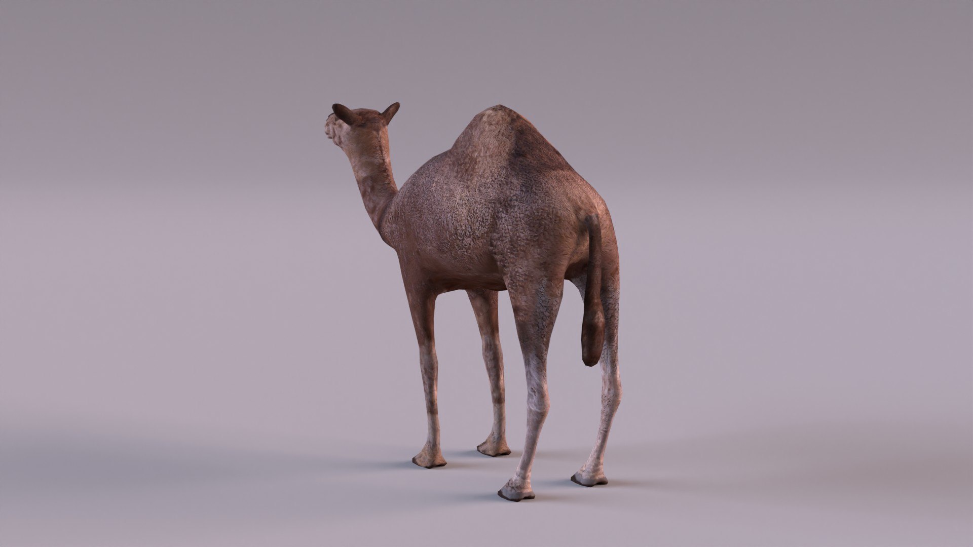 Camel 3D Model - TurboSquid 1990023