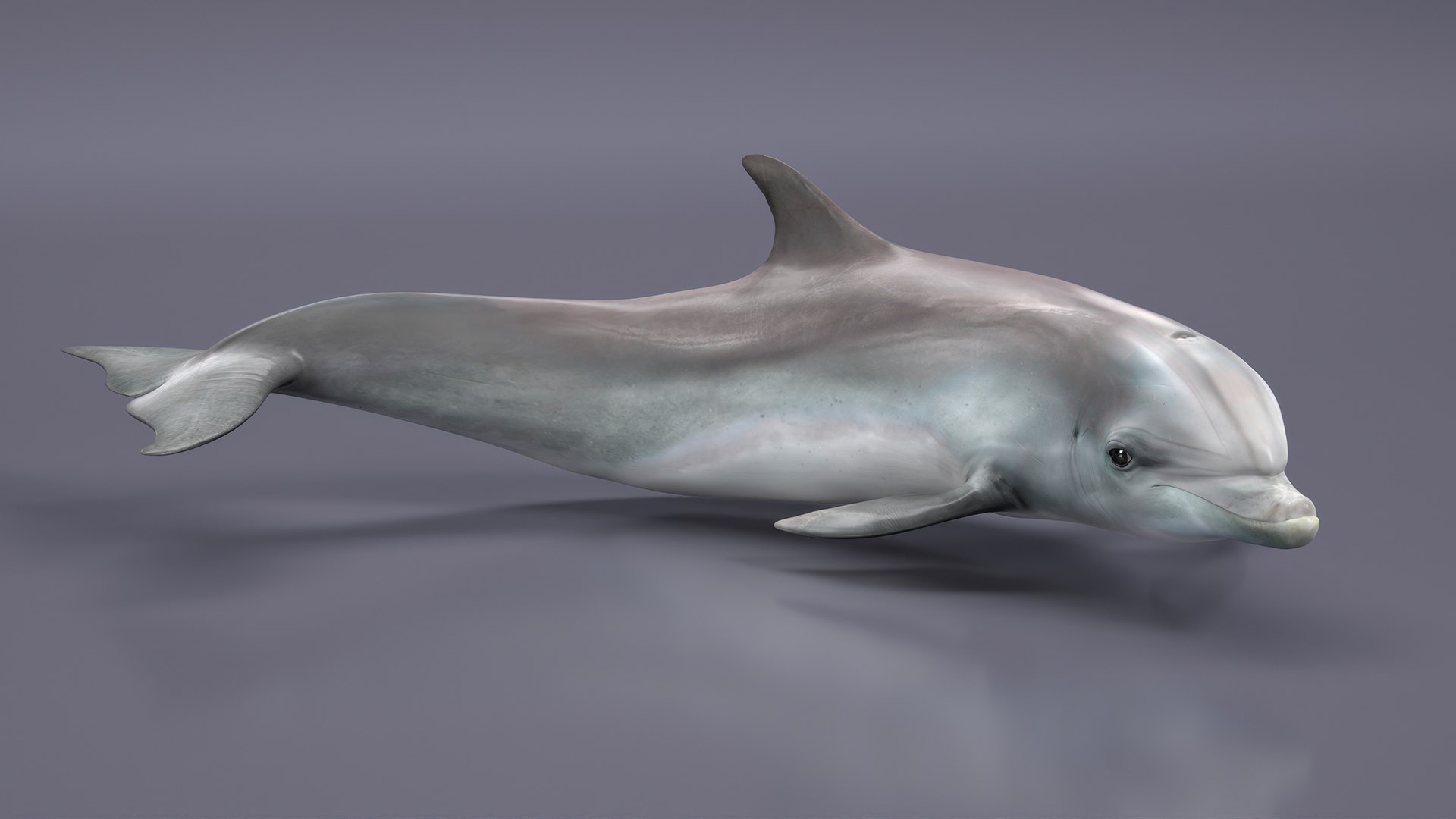 Realistic Bottlenose Dolphin Turn 3D - TurboSquid 2271222