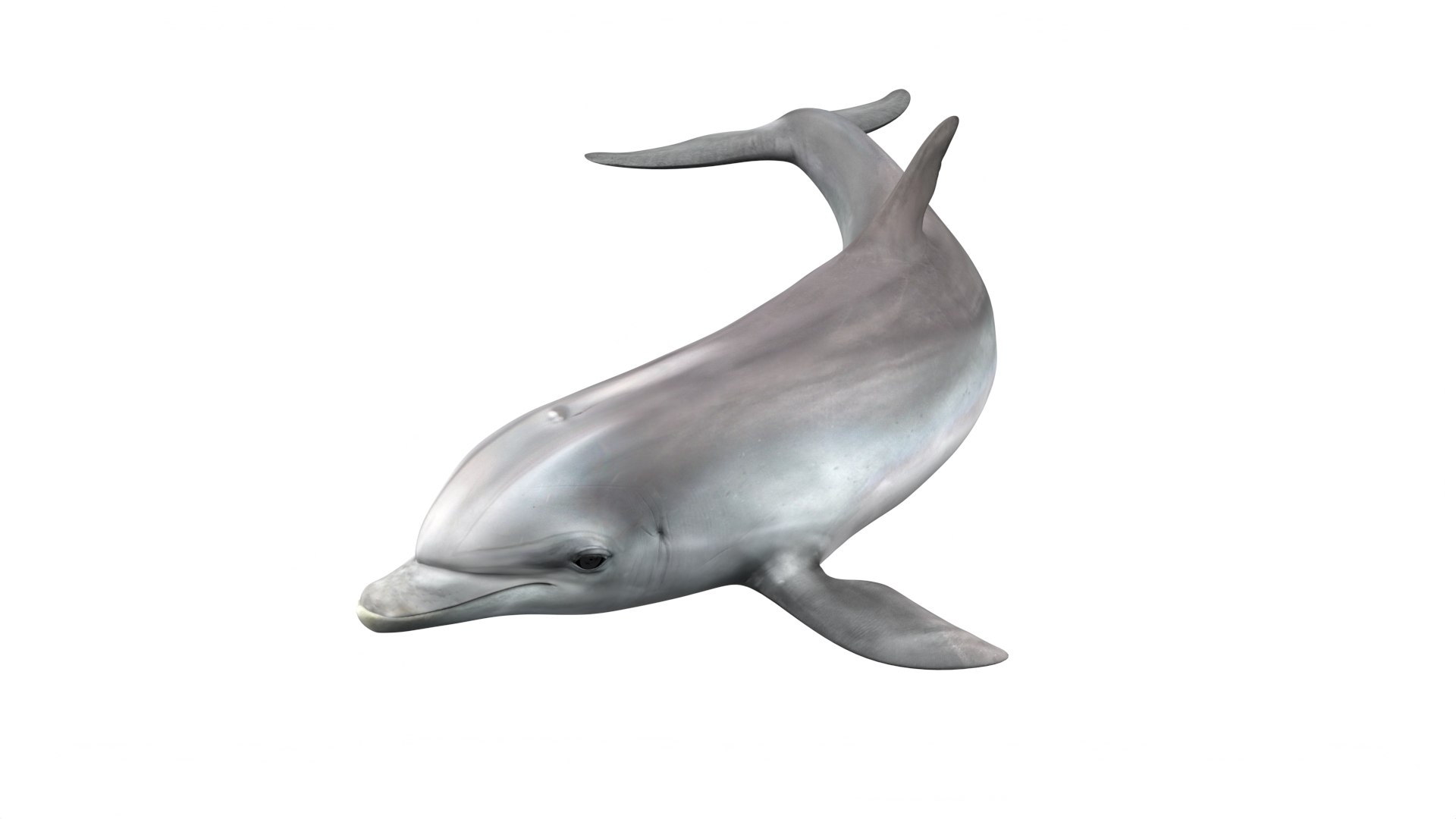 Realistic Bottlenose Dolphin Turn 3D - TurboSquid 2271222
