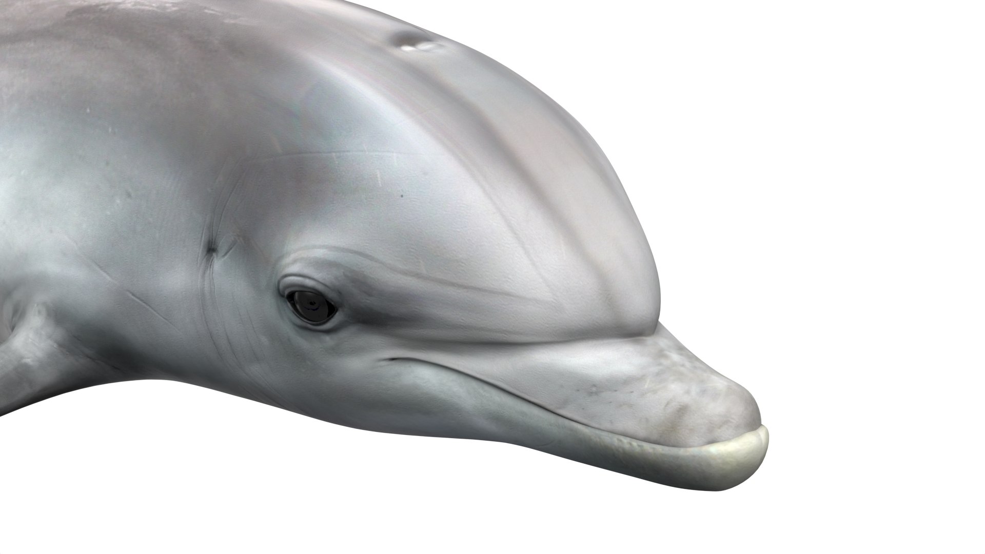 Realistic Bottlenose Dolphin Turn 3D - TurboSquid 2271222
