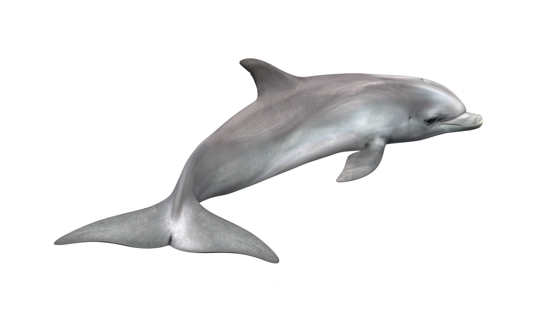 Realistic Bottlenose Dolphin Turn 3D - TurboSquid 2271222