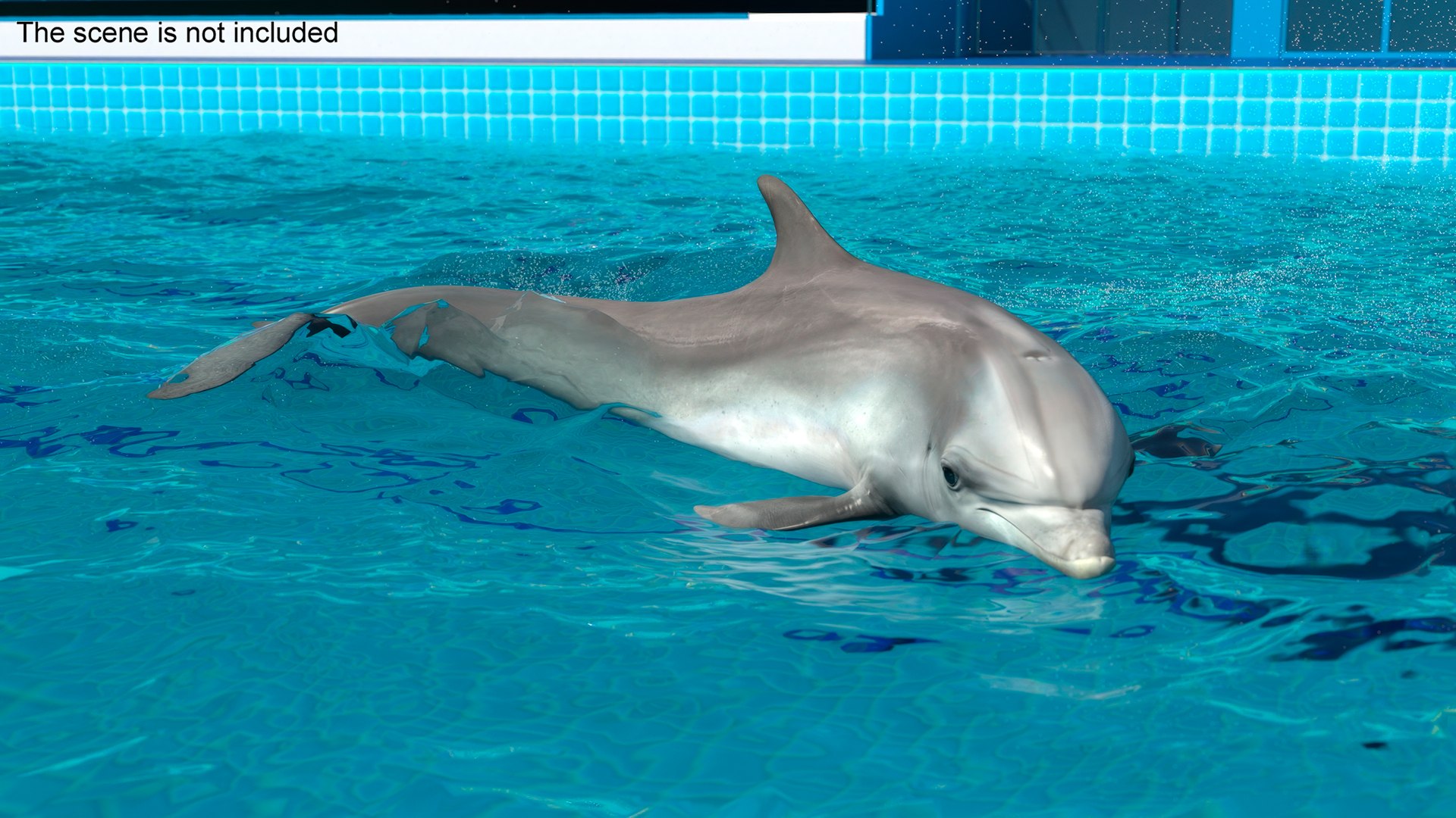 Realistic Bottlenose Dolphin Turn 3D - TurboSquid 2271222