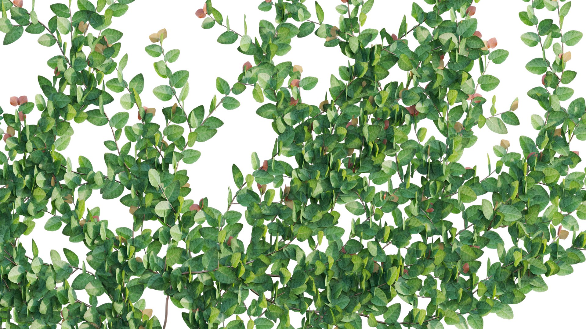 Ficus Pumila - Creeping Fig - Climbing Fig 3D - TurboSquid 2027104