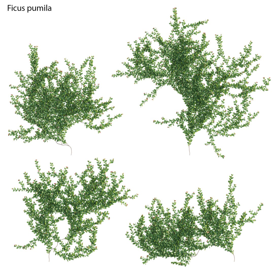 Ficus Pumila - Creeping Fig - Climbing Fig 3D - TurboSquid 2027104