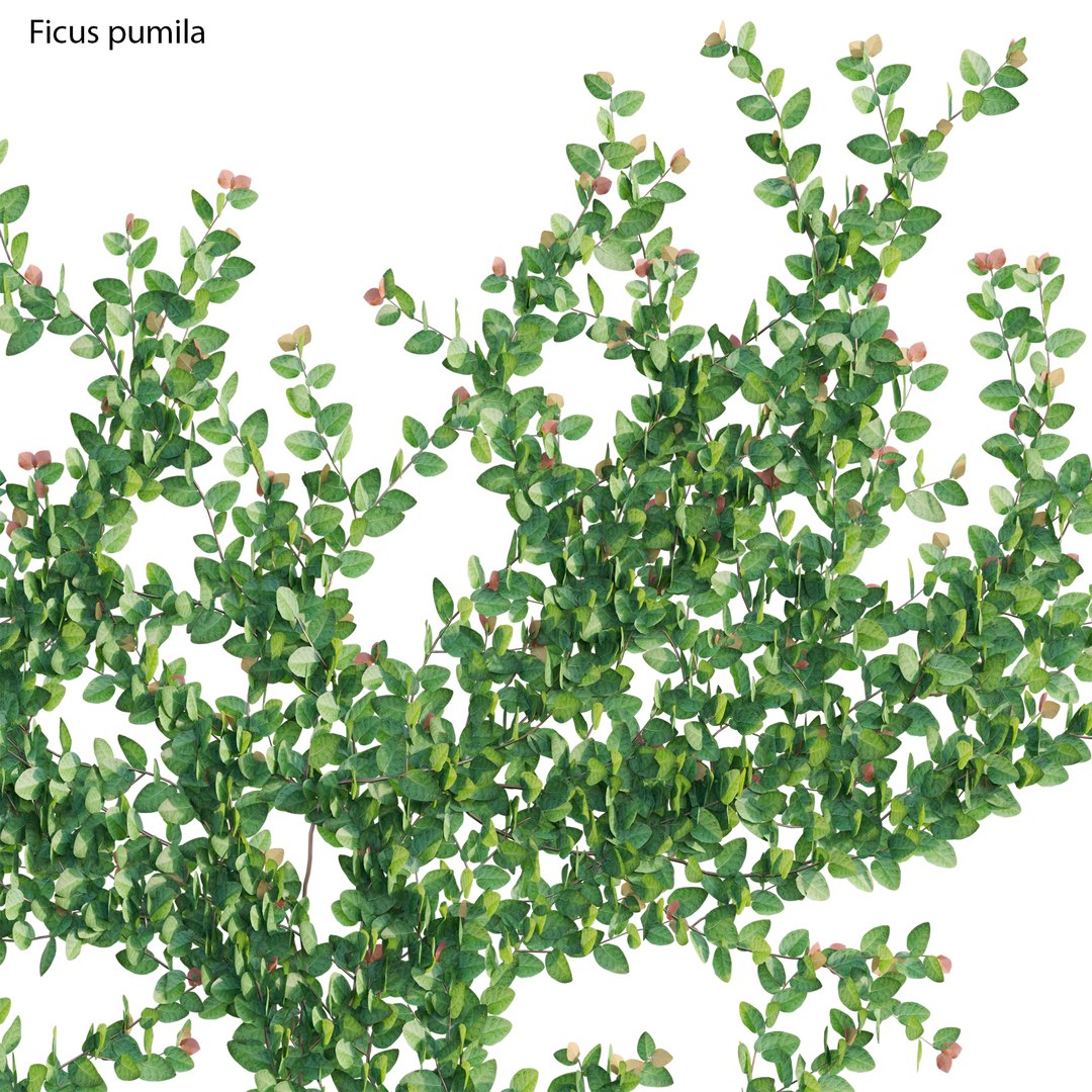 Ficus Pumila - Creeping Fig - Climbing Fig 3D - TurboSquid 2027104