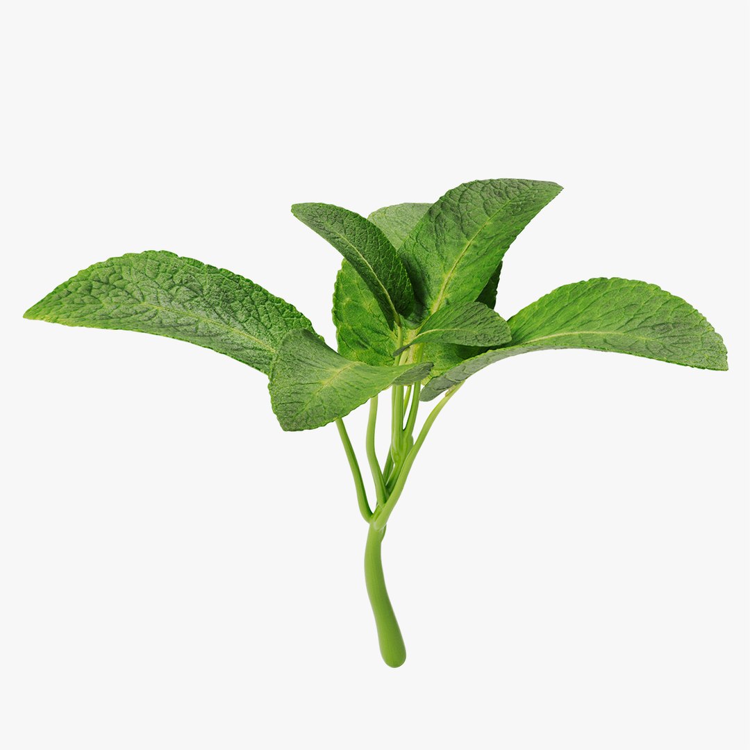 Mint 3D model - TurboSquid 1888163