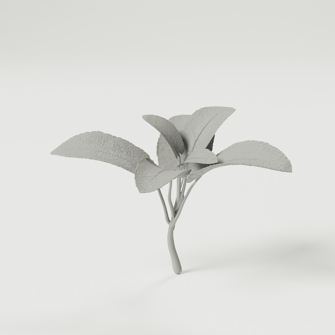 Mint 3D Model - TurboSquid 1888163