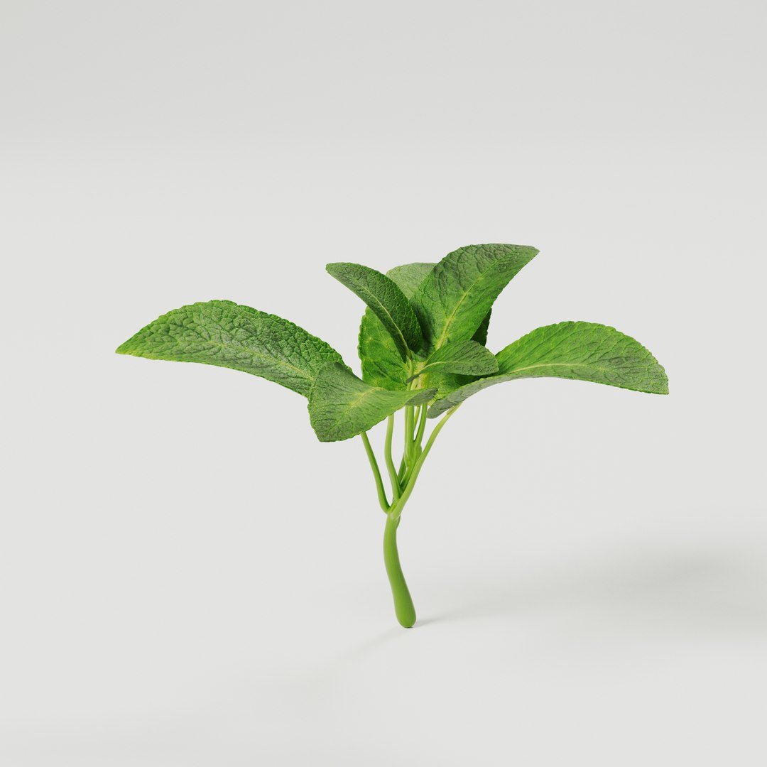 Mint 3D Model - TurboSquid 1888163