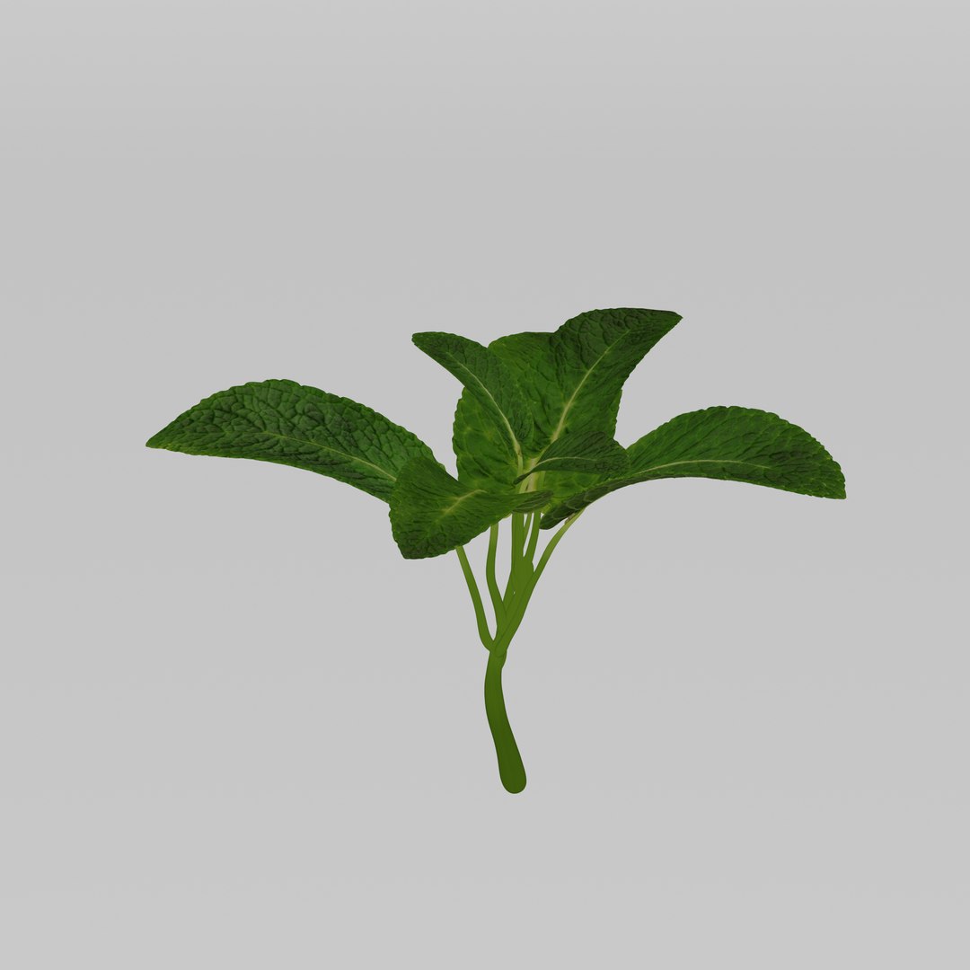 Mint 3D Model - TurboSquid 1888163