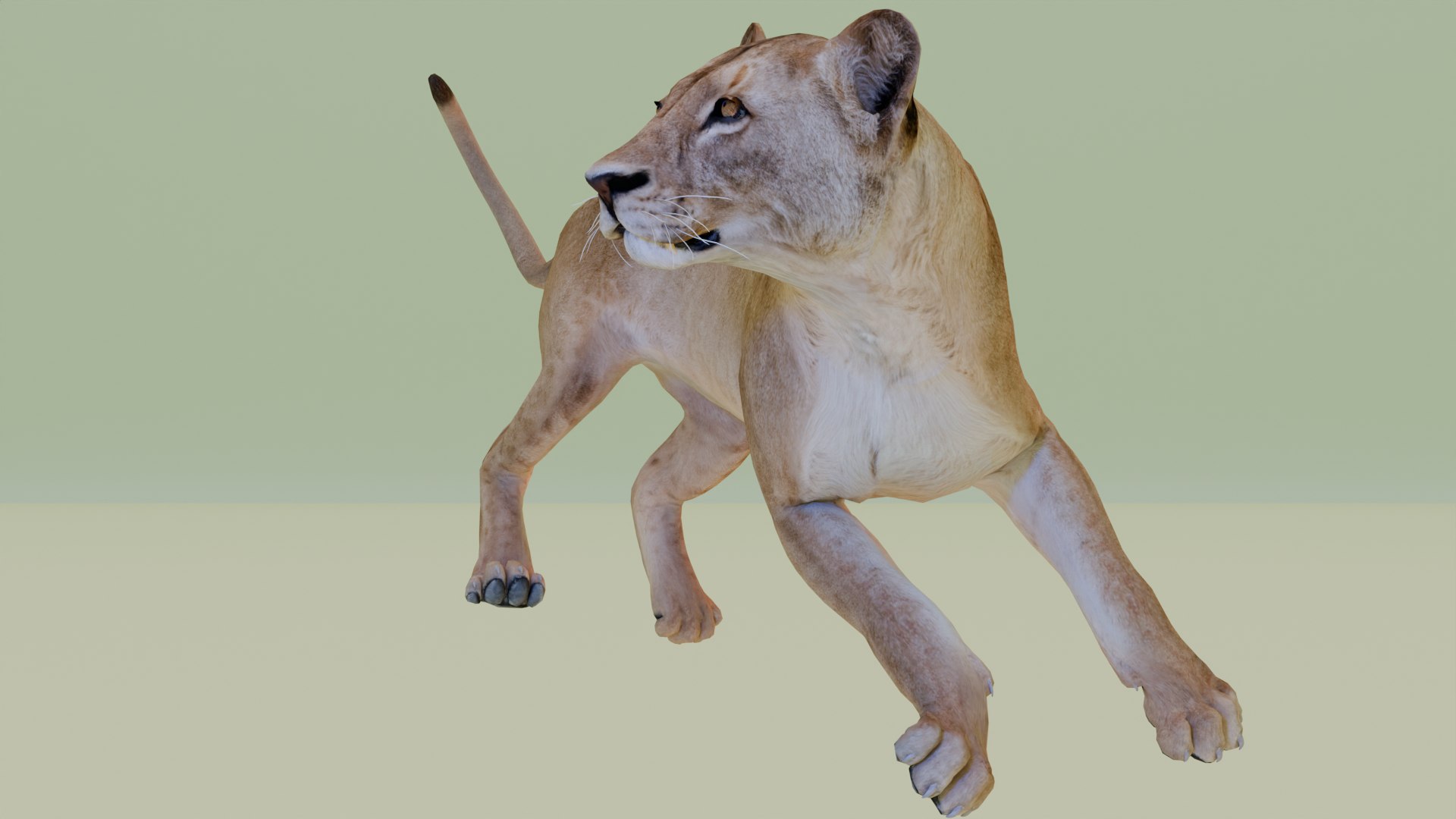 Lioness Model - TurboSquid 2427987