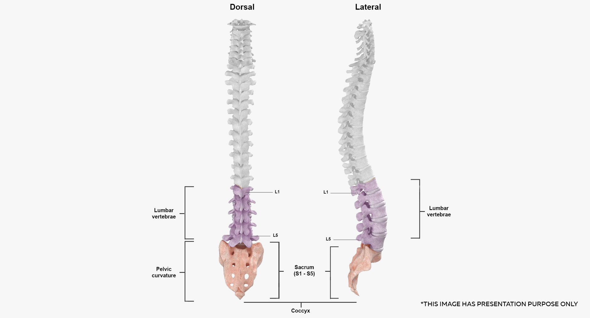 Human Lumbar And Sacrum Vertebrae L1 To S5 Bones Collection 01 - 4 ...