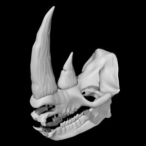 Animal Skull STL Models for Download | TurboSquid