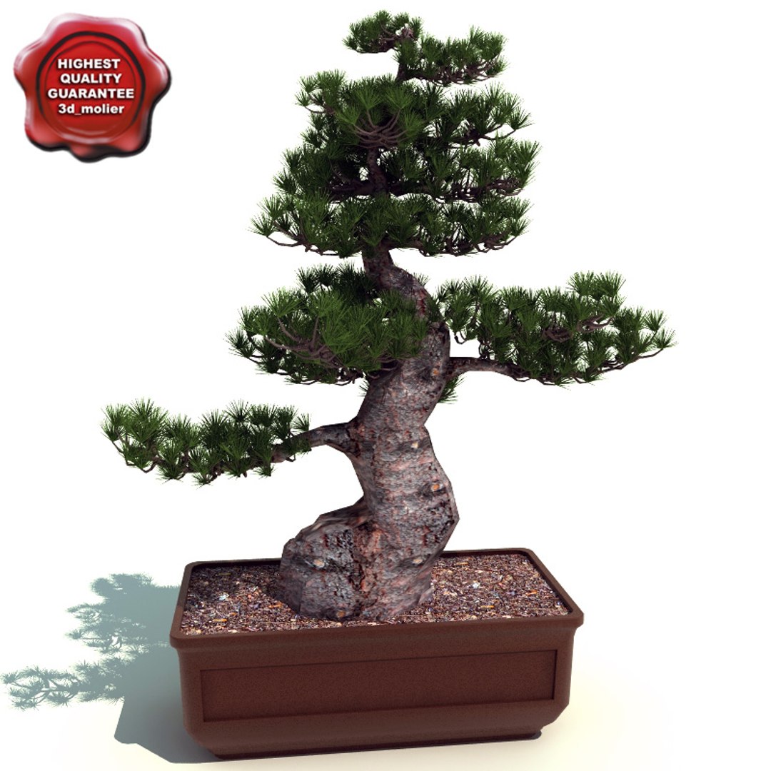 3d Bonsai Tree