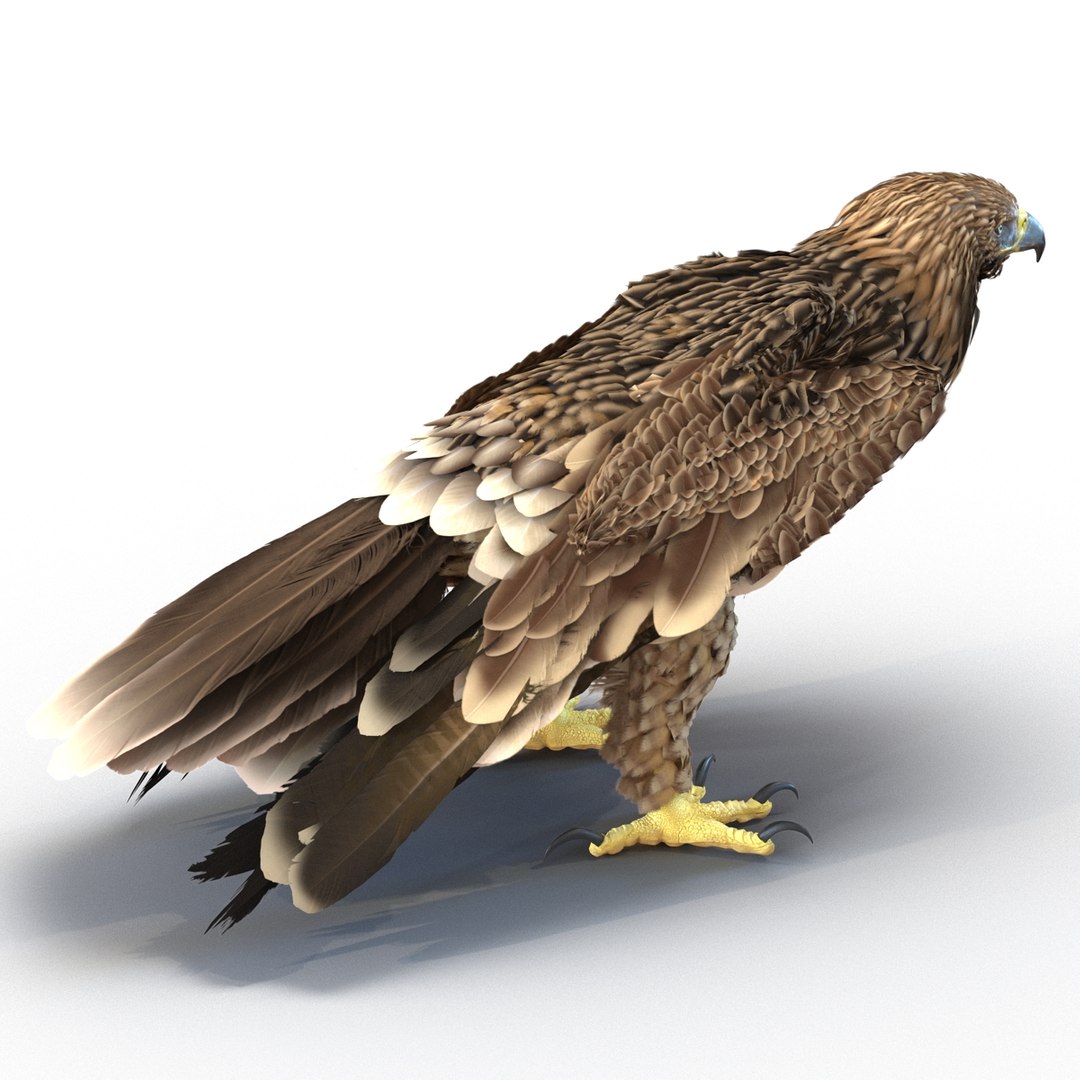 3d Imperial Eagle Pose 5 Model