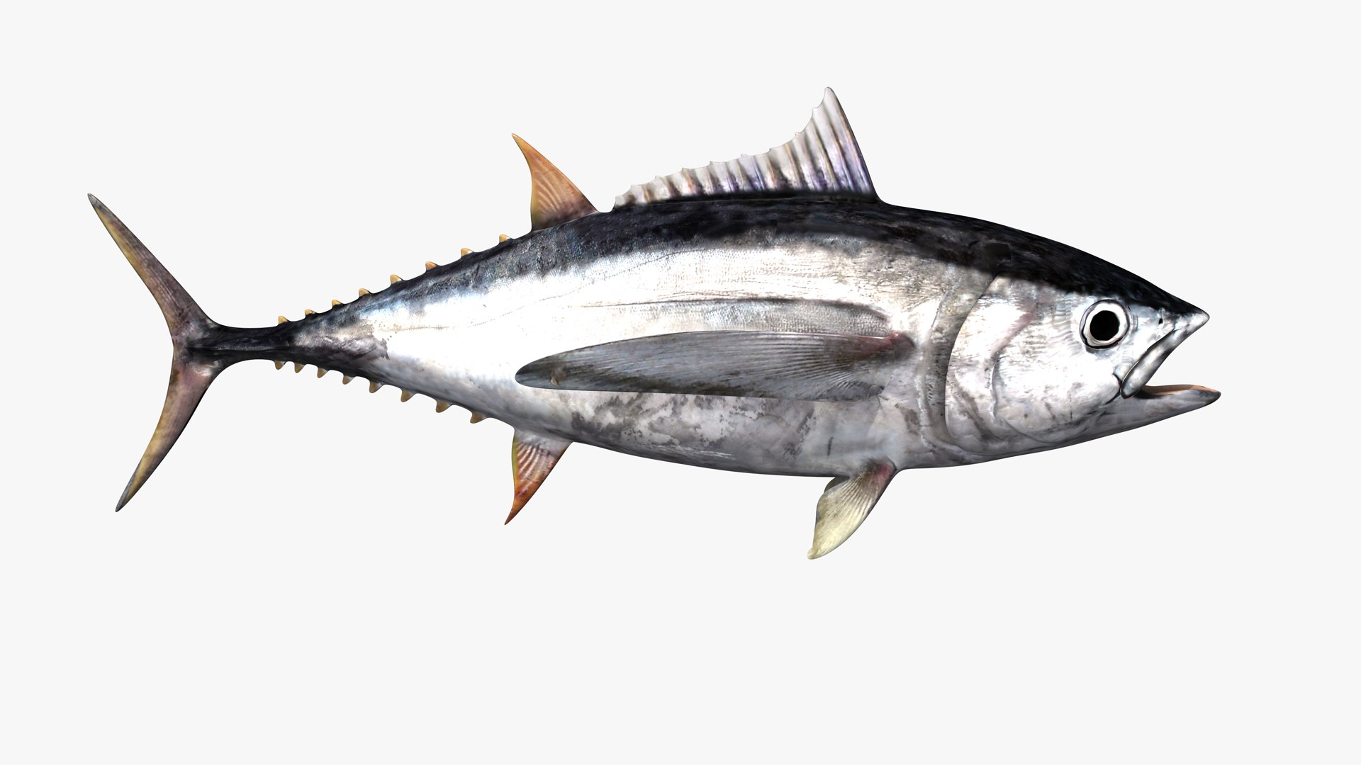 Realistic Tuna 3D Model - TurboSquid 1479317