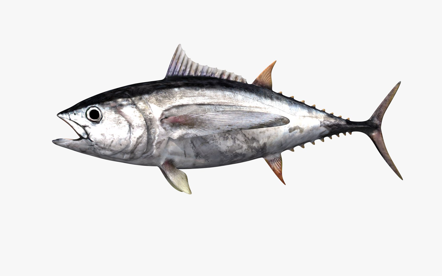 Realistic Tuna 3D Model - TurboSquid 1479317