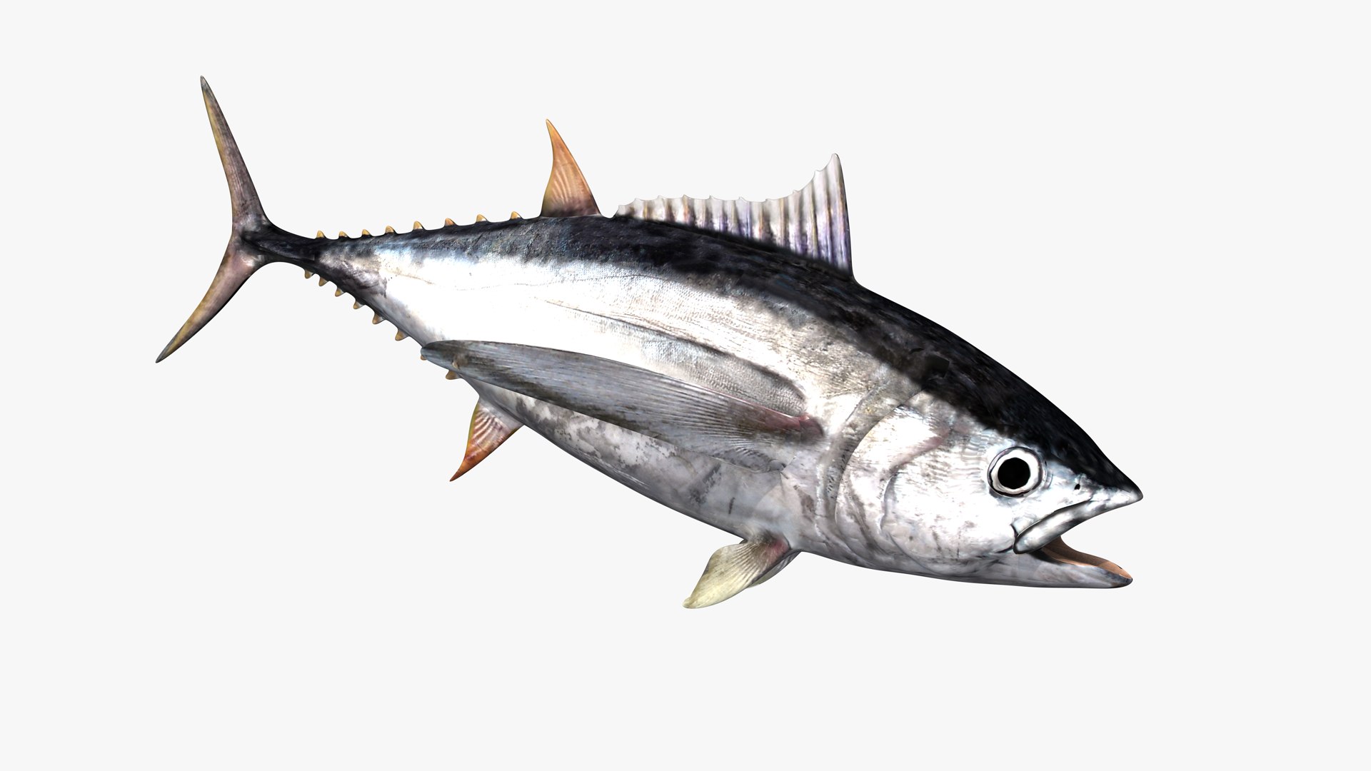 Realistic Tuna 3D Model - TurboSquid 1479317