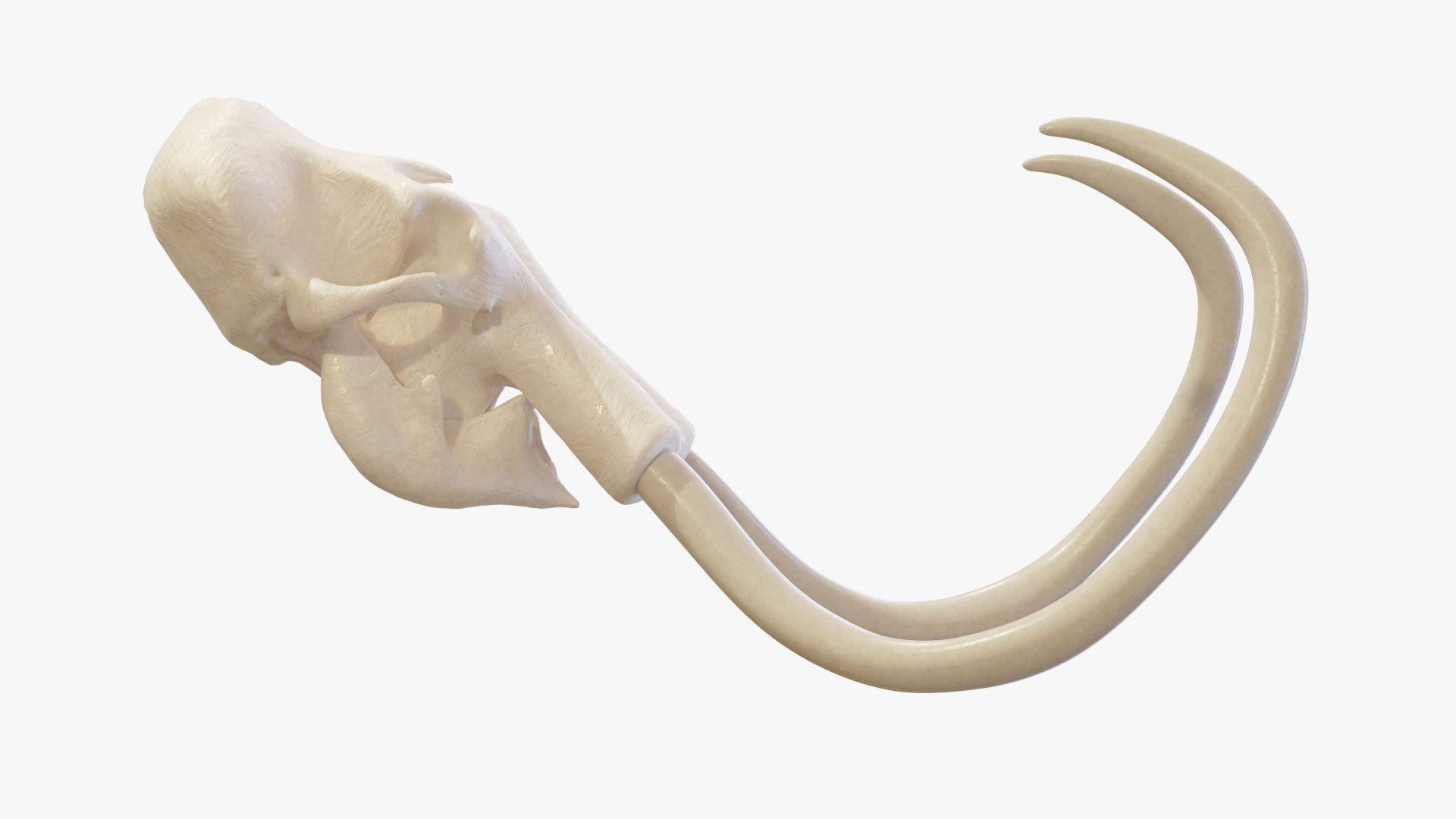 Mammoth Skull 3D - TurboSquid 2346445