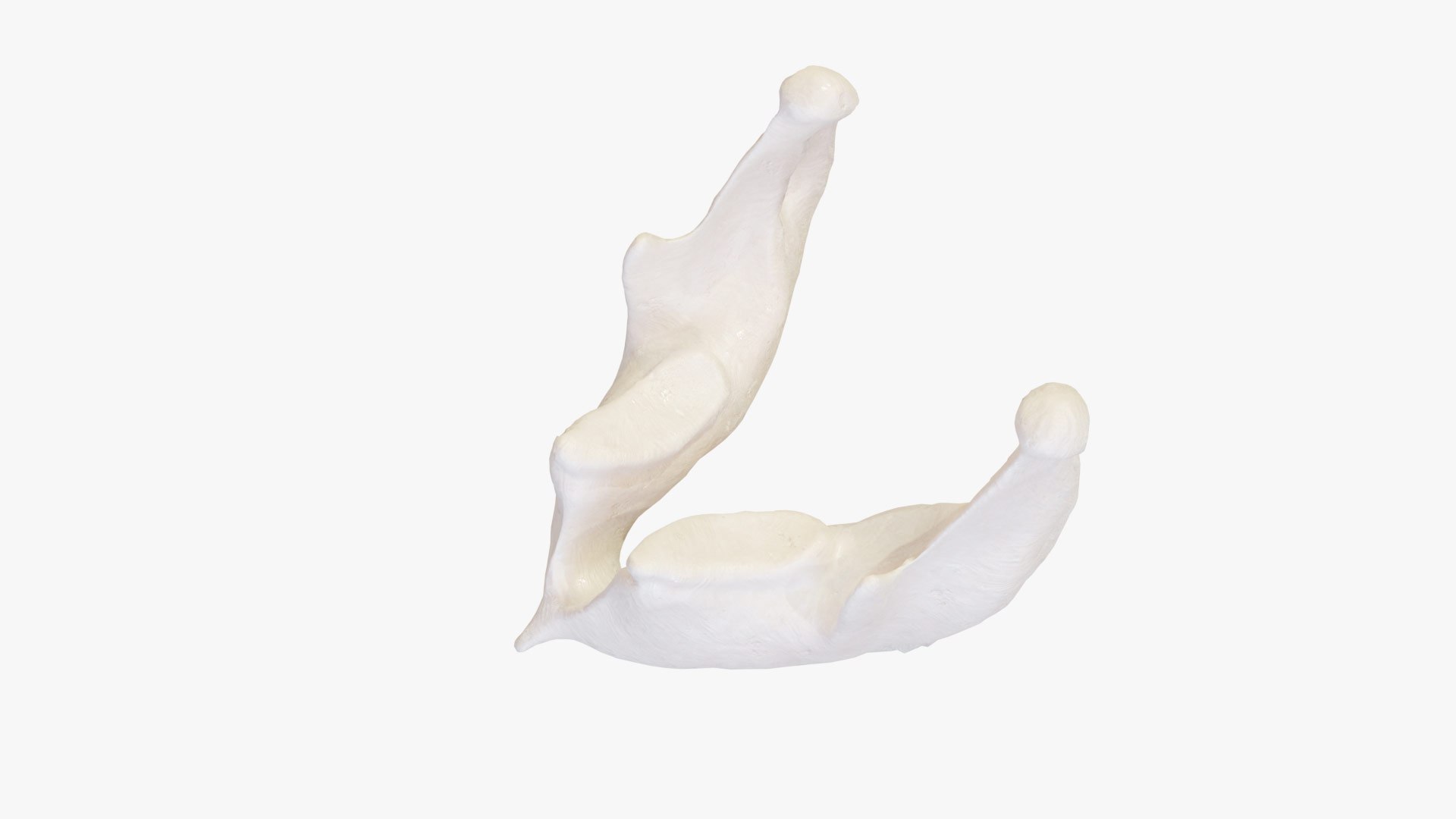 Mammoth Skull 3D - TurboSquid 2346445