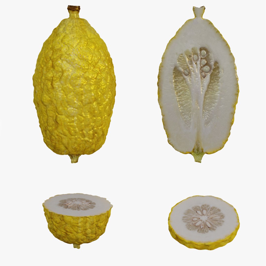 3D Etrog - Citrus Medica Model - TurboSquid 2077200