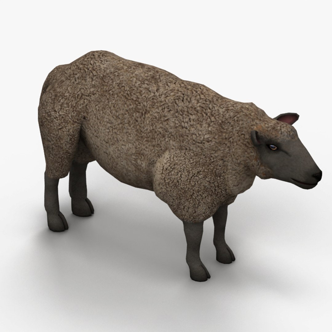 3d Lamb Sheep
