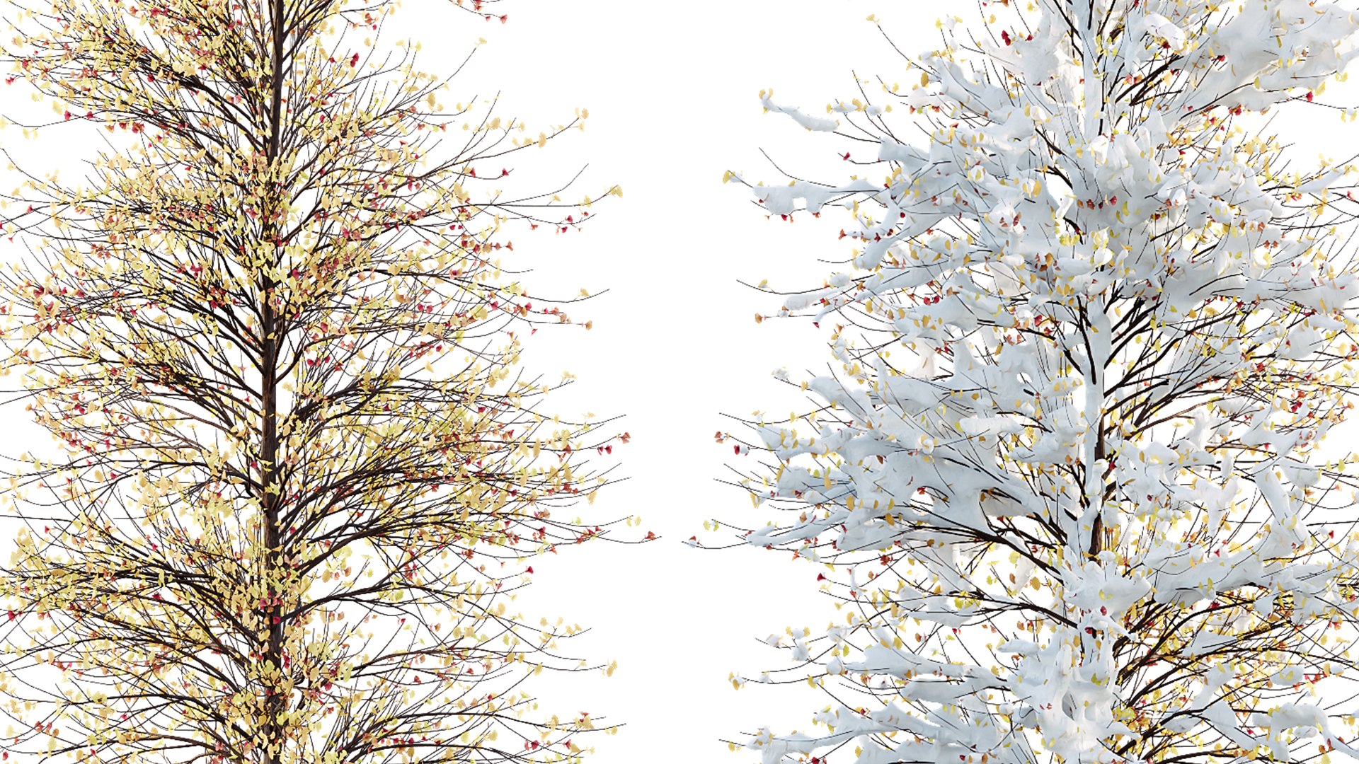 3D AV Plants Maidenhair Tree Ginkgo Biloba Winter Snow Model - TurboSquid 2368167