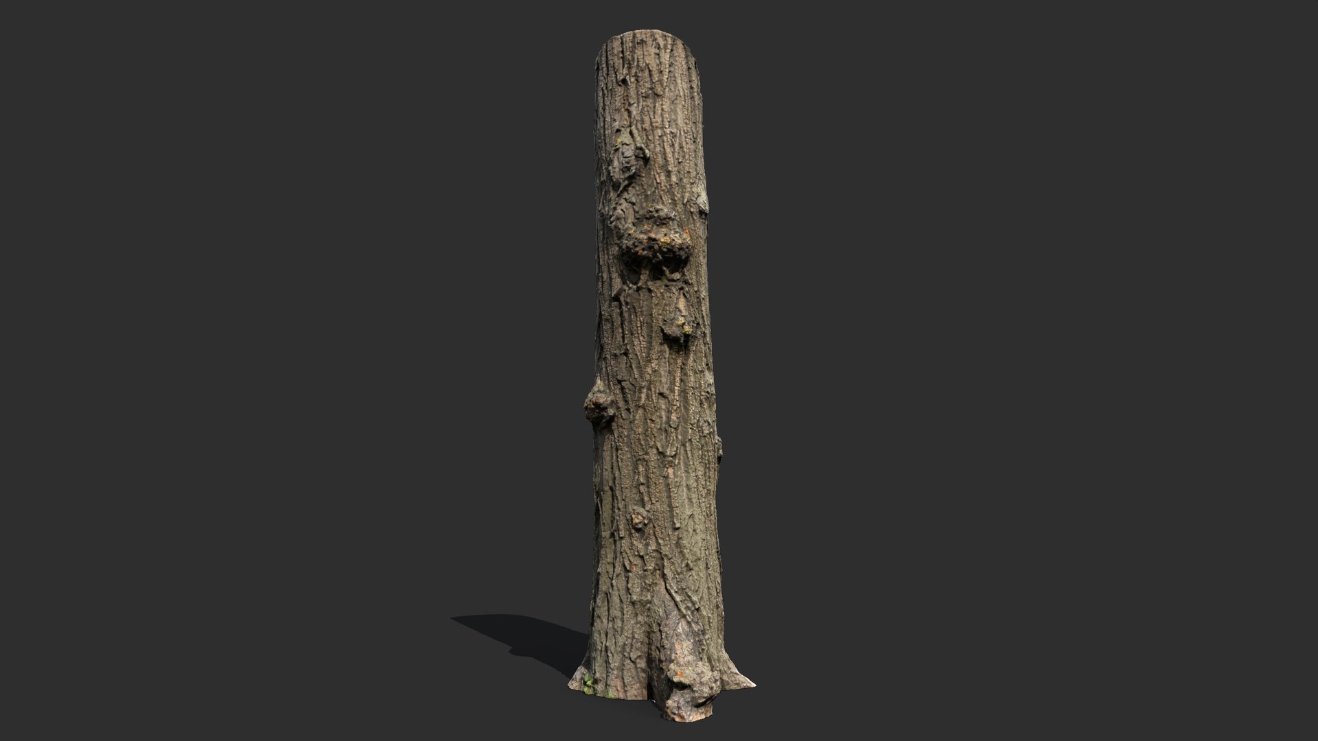 Black Poplar Trunk Scan PBR 8K 3D Model - TurboSquid 2300679