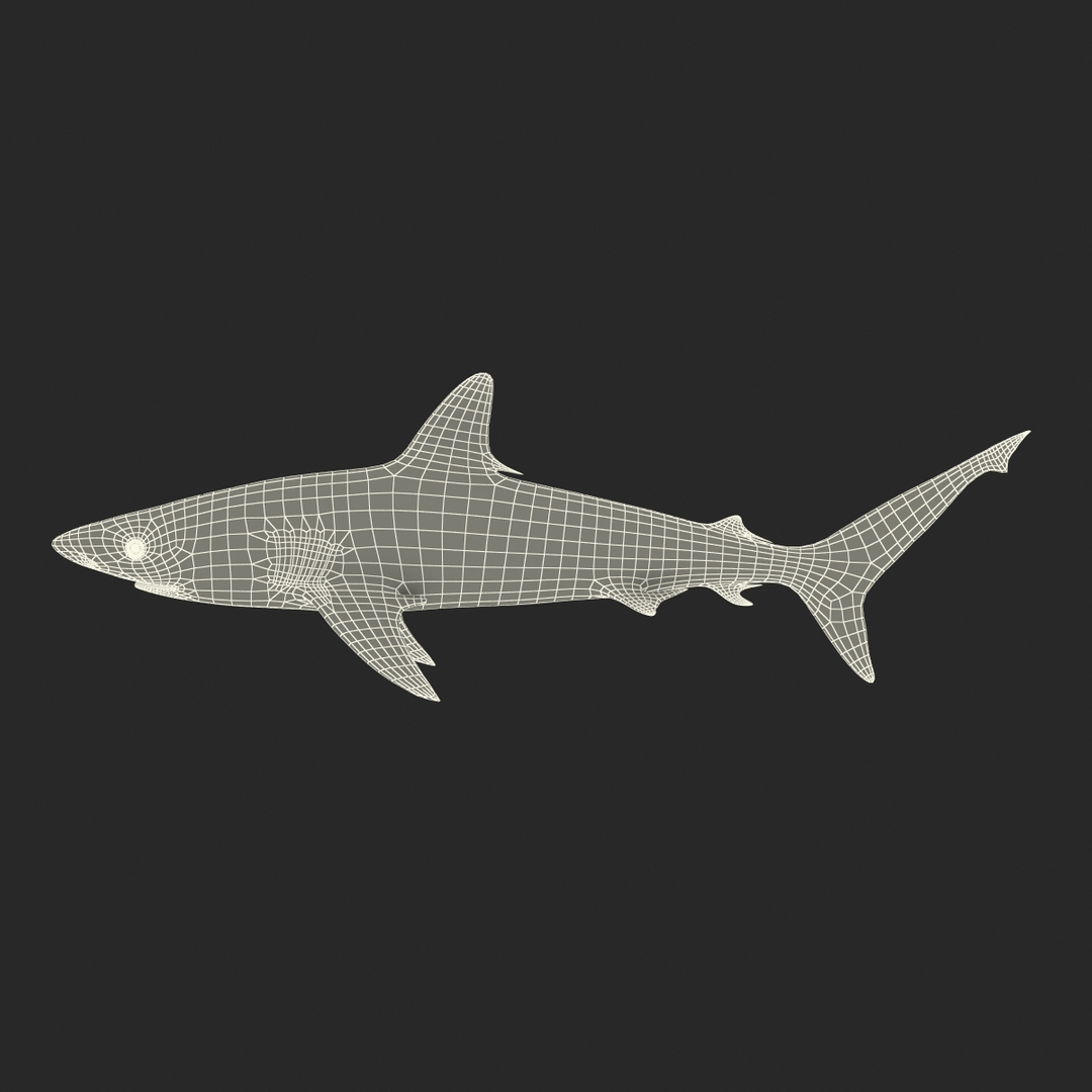 Grey Reef Shark Rigged 3d C4d